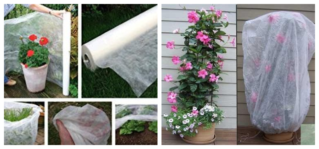 How to protect your plants from cold-frost | My desired home