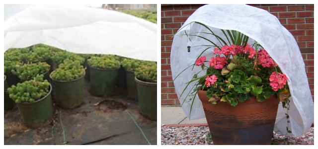 How to protect your plants from cold-frost | My desired home