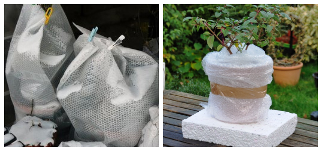 How to protect your plants from cold-frost | My desired home