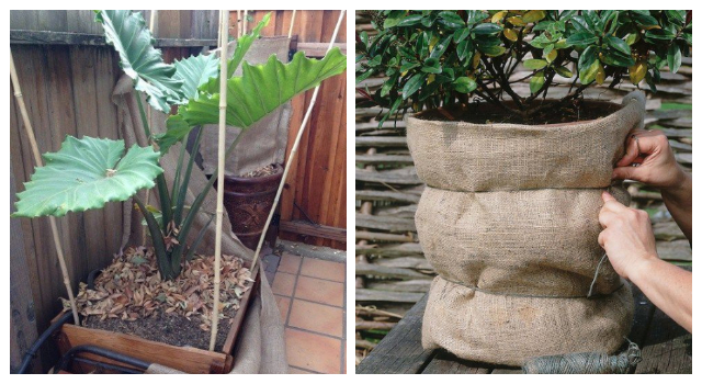 How to protect your plants from cold-frost | My desired home