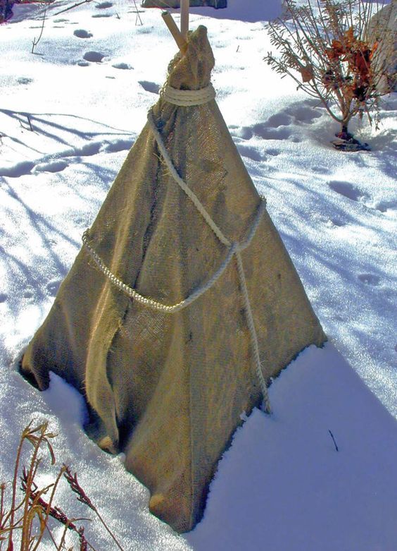How to protect your plants from cold-frost | My desired home