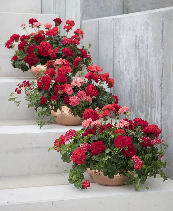 Best tips for how to care geraniums in winter to stay beautiful | My ...