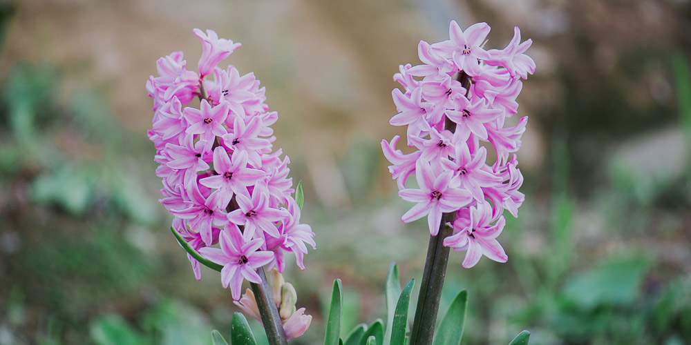 Hyacinth, an amazing plant for garden and flower pot | My desired home