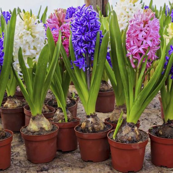 Hyacinth, an amazing plant for garden and flower pot | My desired home
