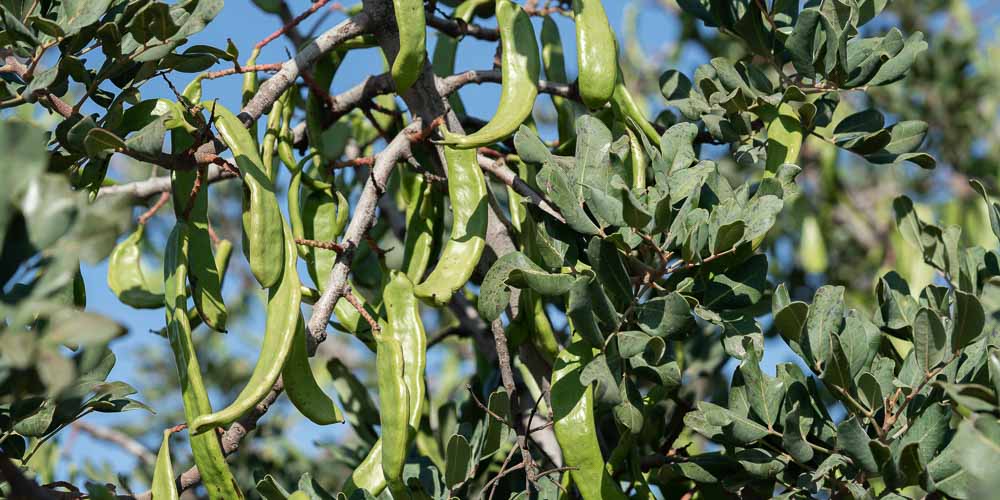 16 plants suitable for dry and barren soil | My desired home