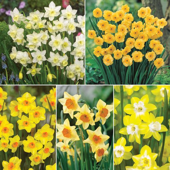 Narcissus, a beautiful flower for your garden and flower pots | My ...