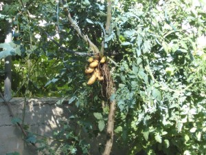 Solanum tree, a tree growing tomatoes, peppers and aubergines | My ...