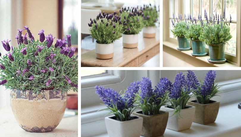 How to grow an inimitably glamorous and “tasty” lavender right on the ...