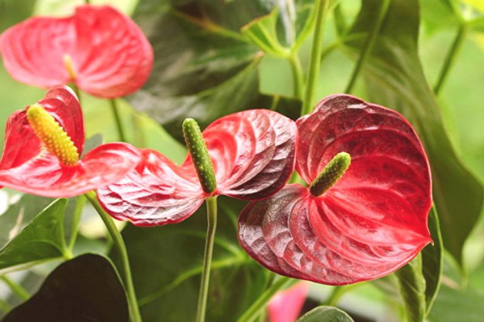 Which house plants are known as lucky charms? | My desired home