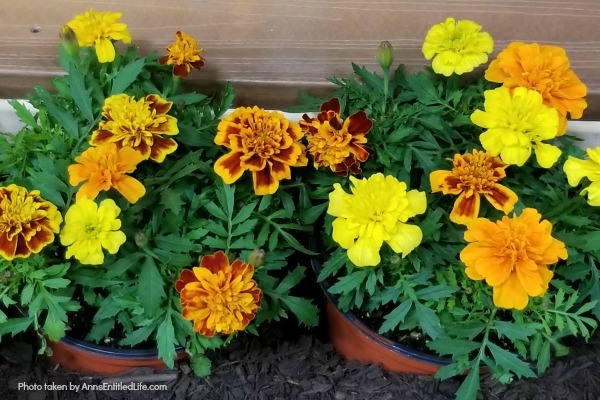 Marigold, a durable flower that protects vegetables and beautify our ...