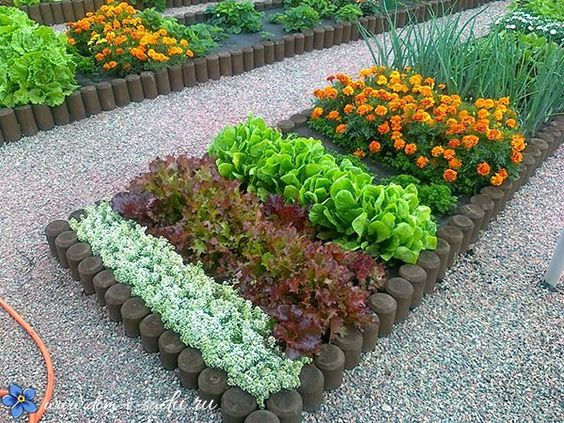 Marigold, a durable flower that protects vegetables and beautify our ...