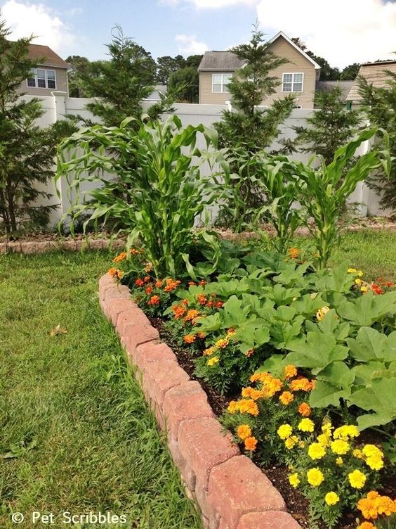 Marigold, a durable flower that protects vegetables and beautify our ...