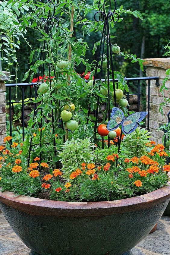 Marigold, a durable flower that protects vegetables and beautify our ...