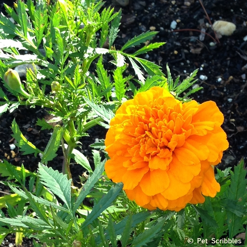 Marigold, a durable flower that protects vegetables and beautify our ...