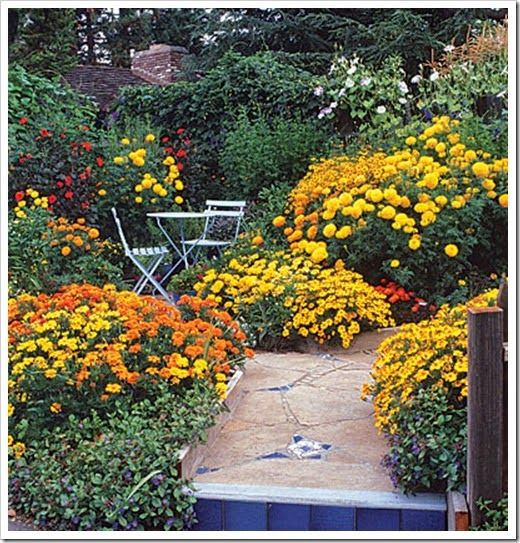 Marigold, a durable flower that protects vegetables and beautify our ...