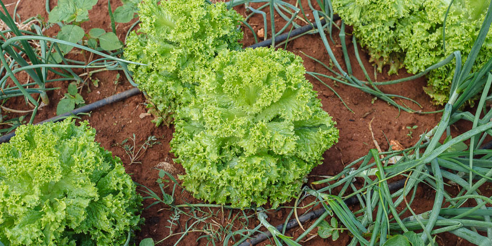 Intercropping, what vegetables we grow together in the garden | My ...