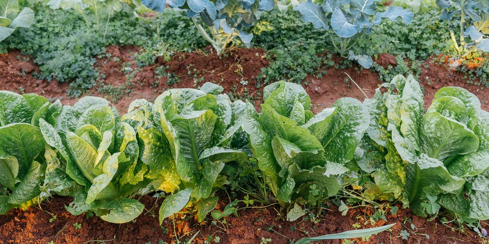 Intercropping, what vegetables we grow together in the garden | My ...