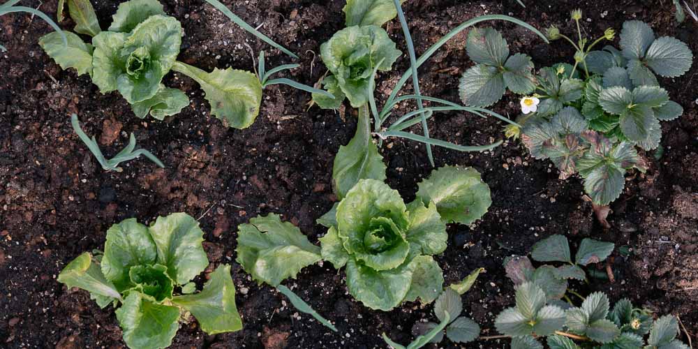Intercropping, what vegetables we grow together in the garden | My ...