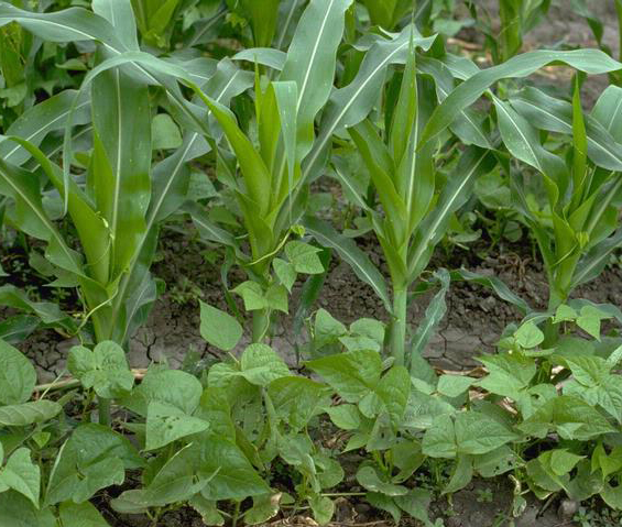 Intercropping, what vegetables we grow together in the garden | My ...