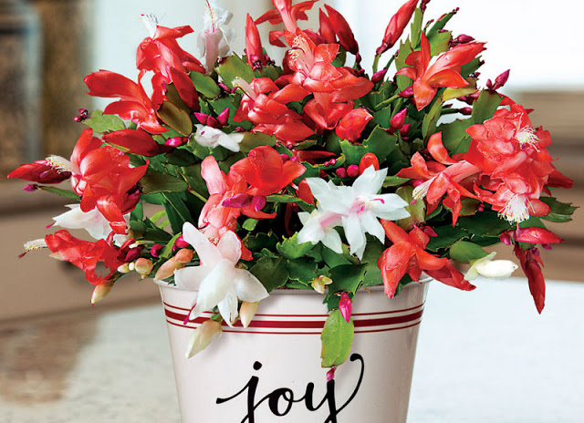 Christmas Cactus - care tips, home and garden decoration ideas | My ...