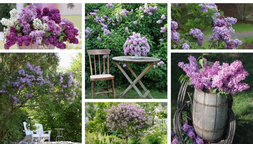 Garden lilac, a spectacular and easy to care decorative tree for your ...