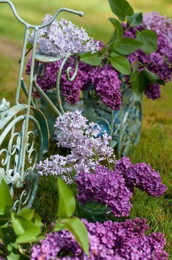 Garden lilac, a spectacular and easy to care decorative tree for your ...