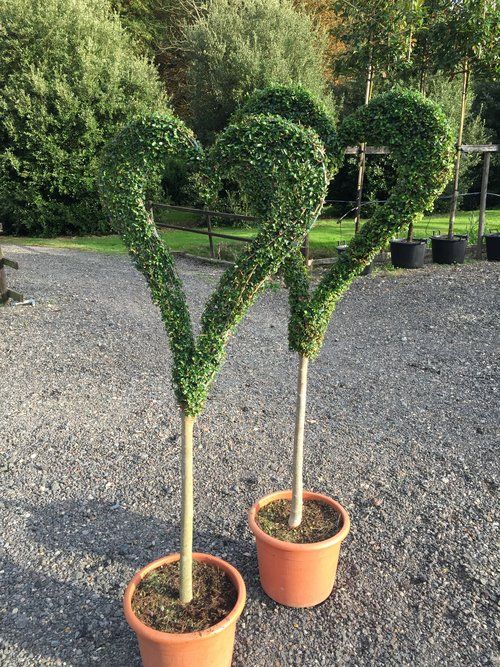 How to trim decorative shrubs by giving them special shapes - Practical ...