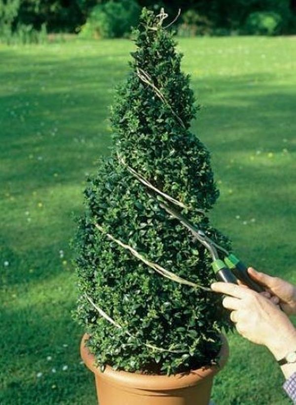 How to trim decorative shrubs by giving them special shapes - Practical ...