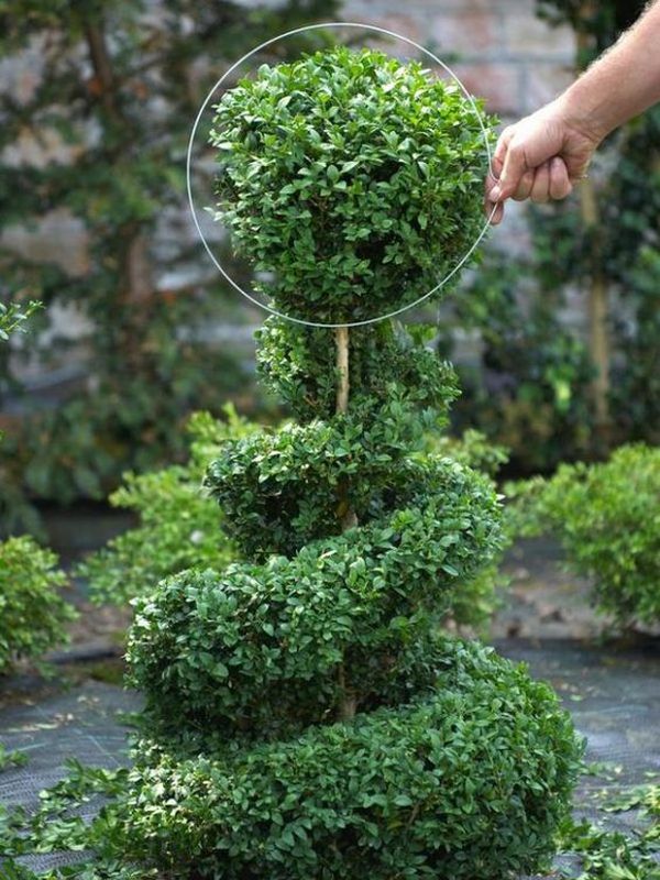 How to trim decorative shrubs by giving them special shapes - Practical ...
