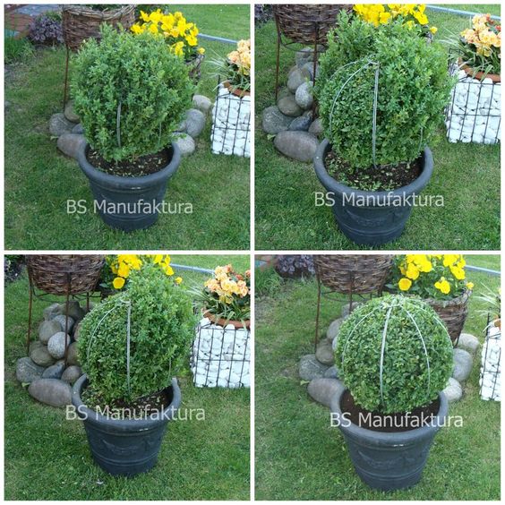How to trim decorative shrubs by giving them special shapes - Practical ...