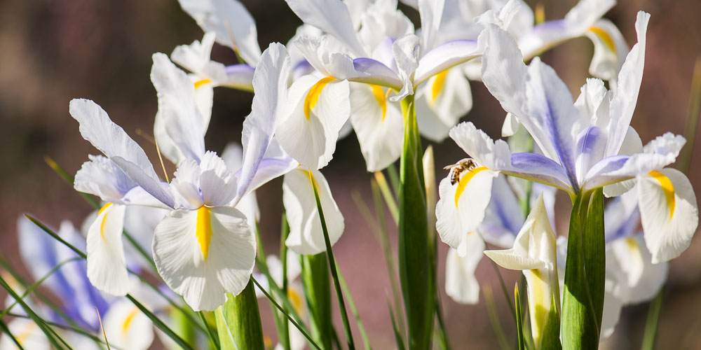 Iris, an amazing plant for yard and garden - secrets for planting and ...