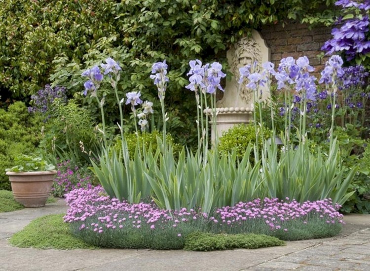 Iris, an amazing plant for yard and garden - secrets for planting and ...