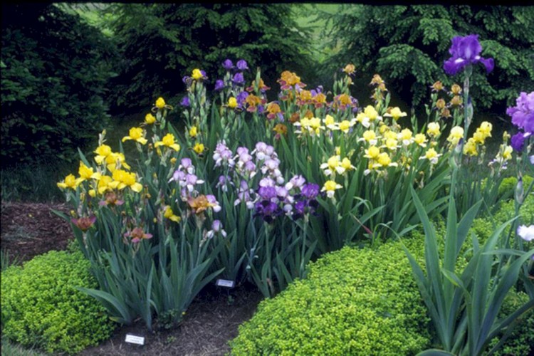 Iris, an amazing plant for yard and garden - secrets for planting and ...