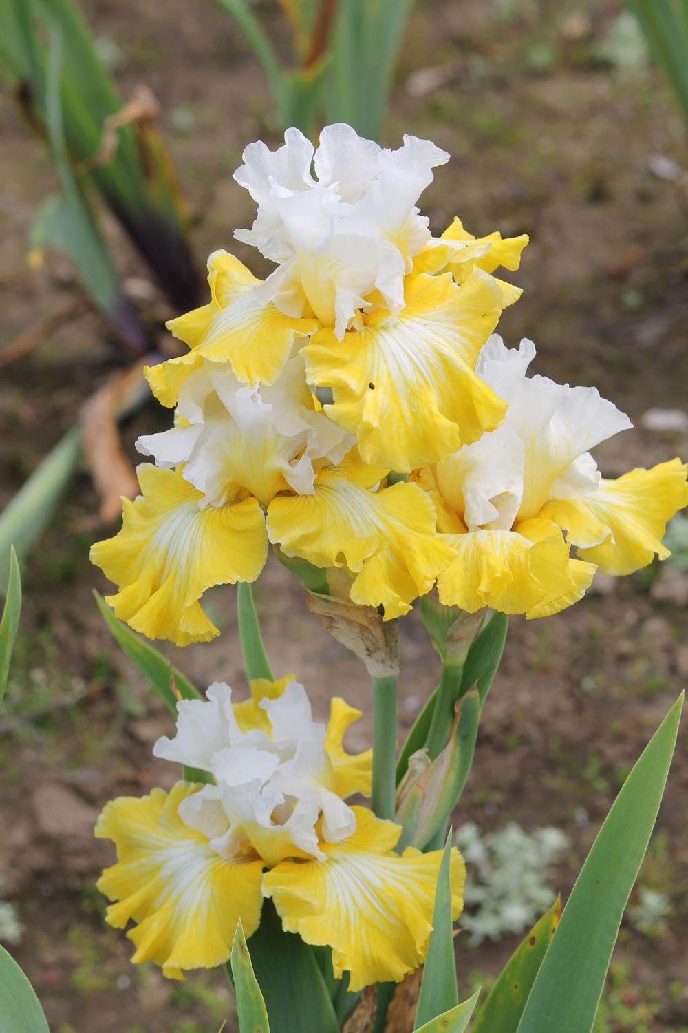 Iris, an amazing plant for yard and garden - secrets for planting and ...