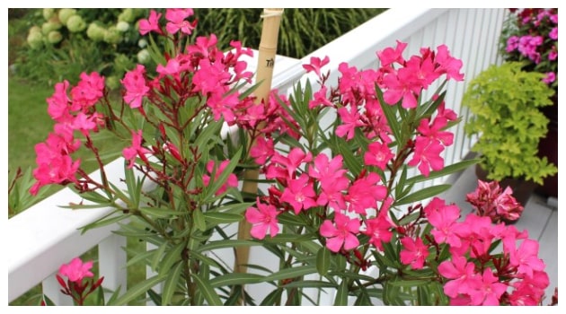 Oleander a great plant for your garden: Gardening care and tips | My ...