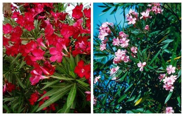 Oleander a great plant for your garden: Gardening care and tips | My ...