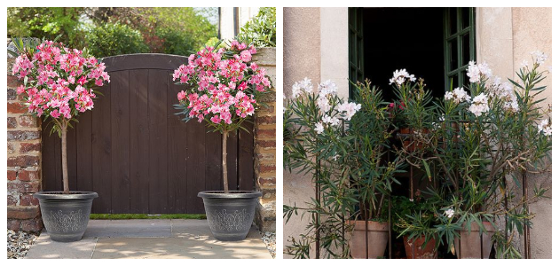 Oleander a great plant for your garden: Gardening care and tips | My ...