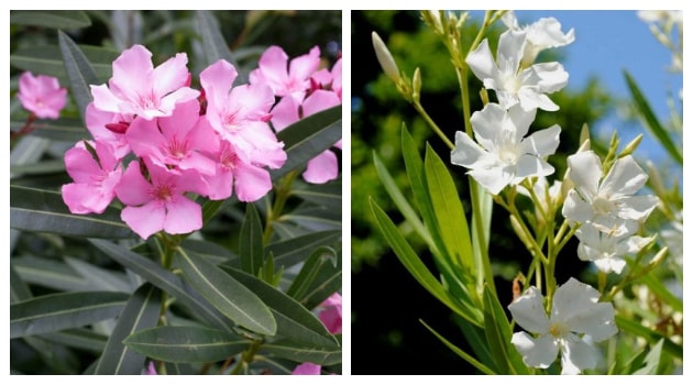 Oleander a great plant for your garden: Gardening care and tips | My ...