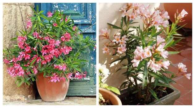 Oleander a great plant for your garden: Gardening care and tips | My ...