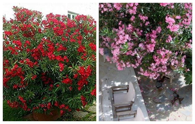 Oleander a great plant for your garden: Gardening care and tips | My ...