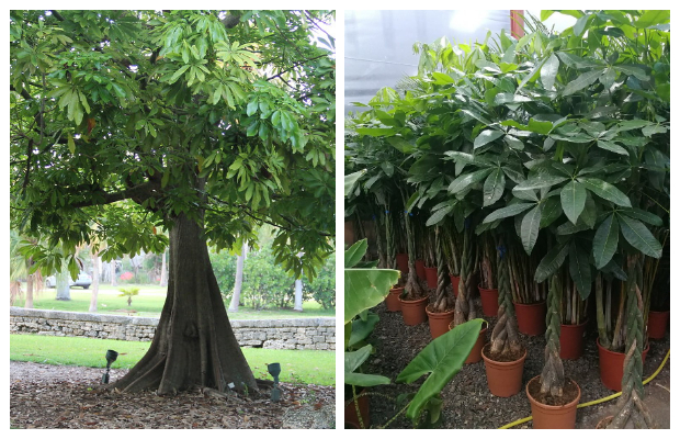 Pachira - The tree of money: Care and tips on growing a money tree ...