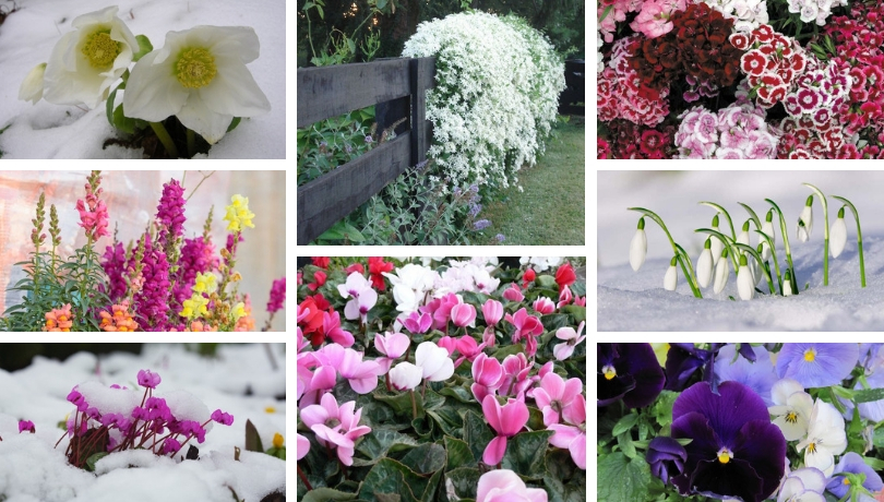 Winter flowers - Warm colors in the snow | My desired home