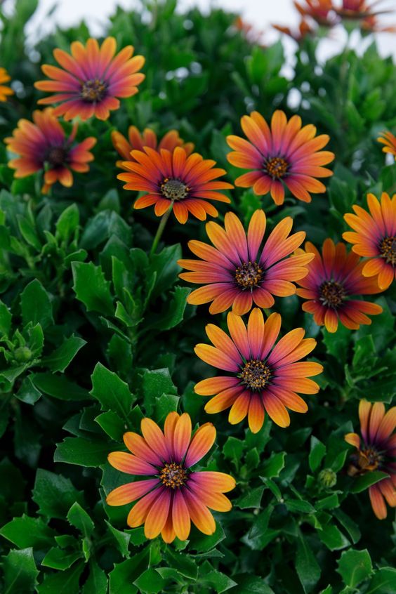 African Daisy an impressive flower that will boost your garden beauty ...