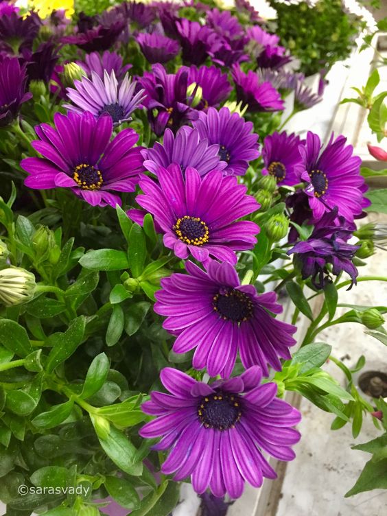 African Daisy an impressive flower that will boost your garden beauty ...