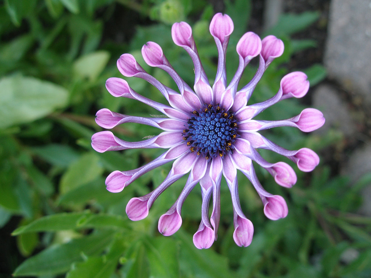 African Daisy an impressive flower that will boost your garden beauty ...