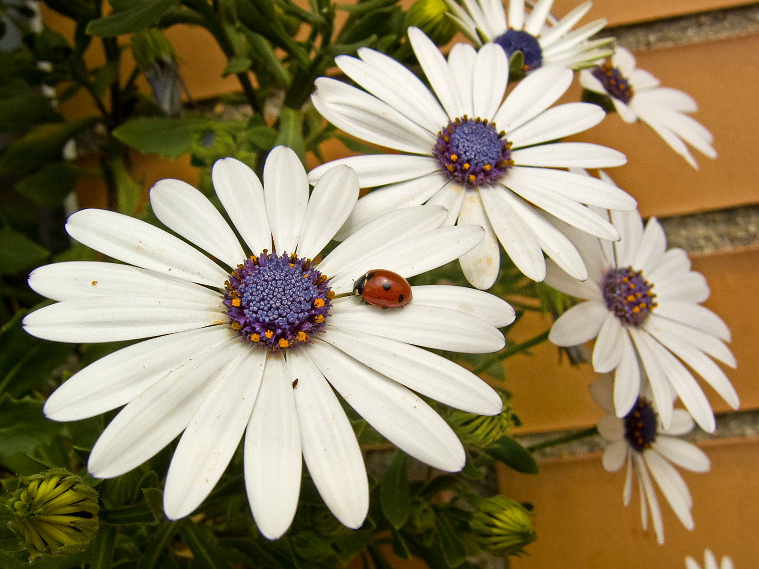 African Daisy an impressive flower that will boost your garden beauty ...