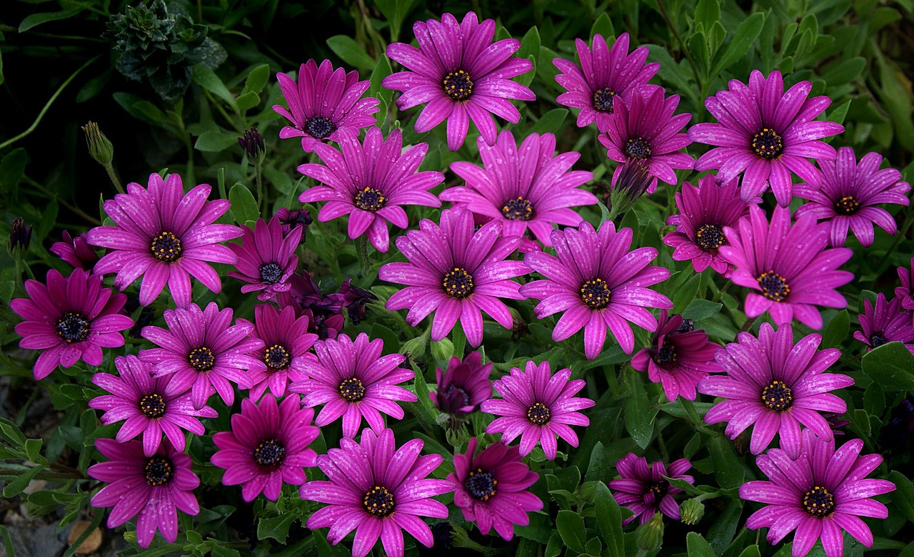 African Daisy an impressive flower that will boost your garden beauty ...