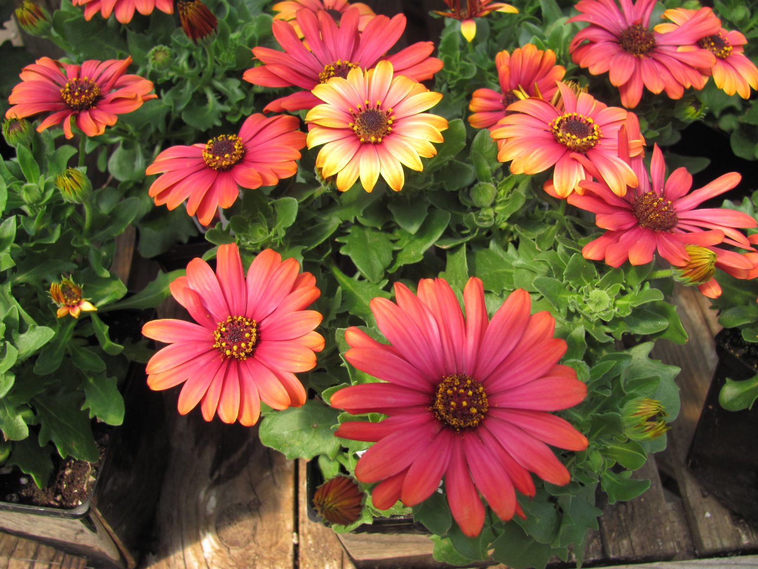 African Daisy an impressive flower that will boost your garden beauty ...