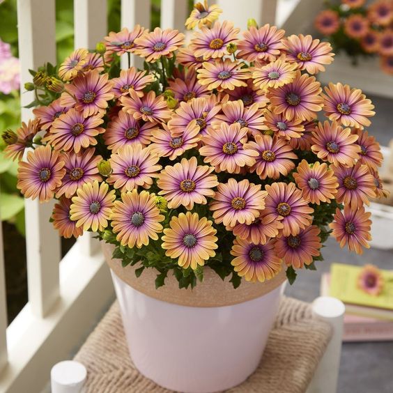 African Daisy an impressive flower that will boost your garden beauty ...
