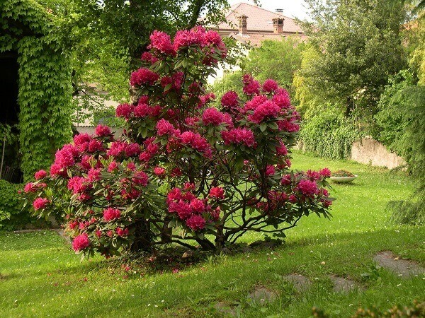 Azalea: How to care and 40 wonderful ideas for home and garden ...